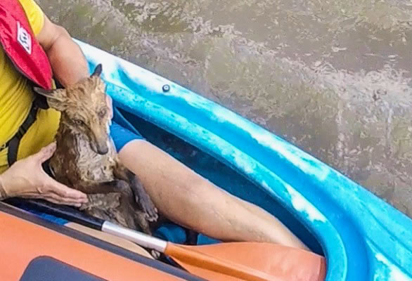 Chiswick Lifeboat Crew Rescues Fox Near Wandsworth Bridge